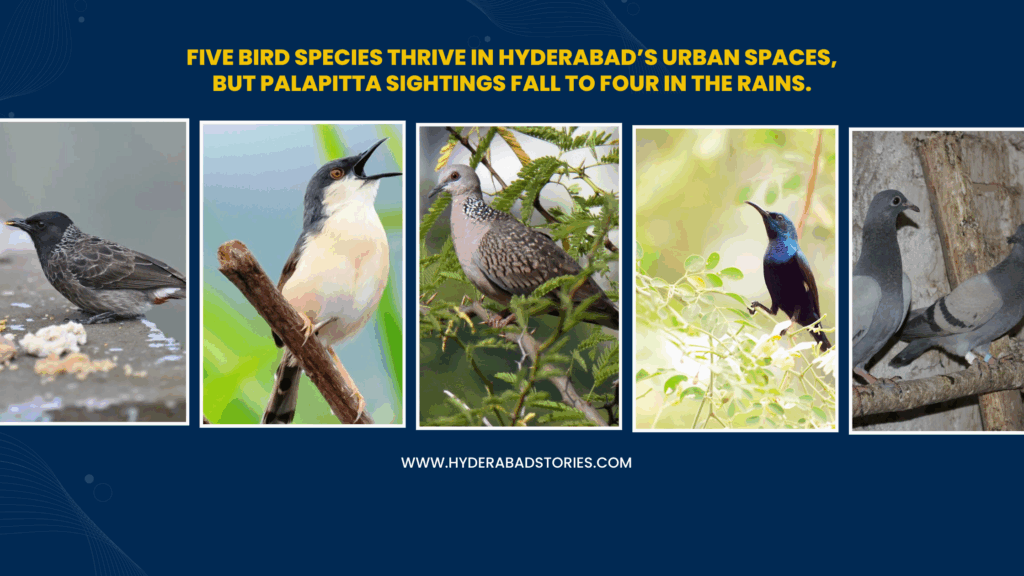 Survey reveals five bird species thriving in Hyderabad’s urban spaces ...